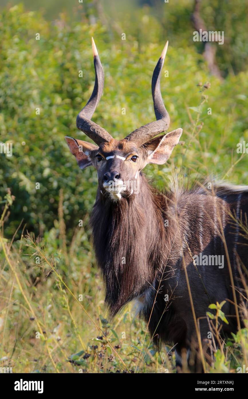 Nyala Bull, Mkhuze Game Reserve, South Africa Stock Photo - Alamy