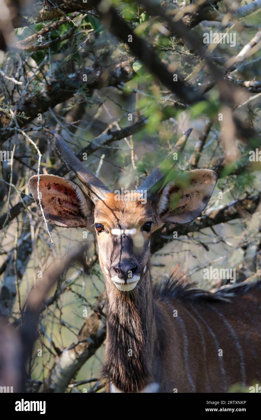 Nyala bull hi-res stock photography and images - Alamy
