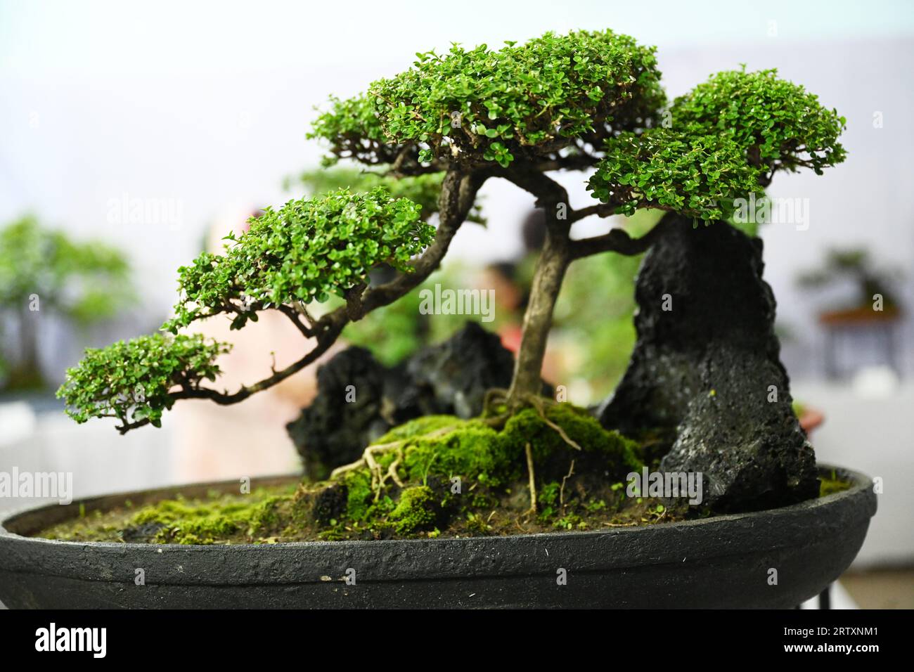 Miniature tree (Bansai tree) displayed in the exhibition in Dhaka ...