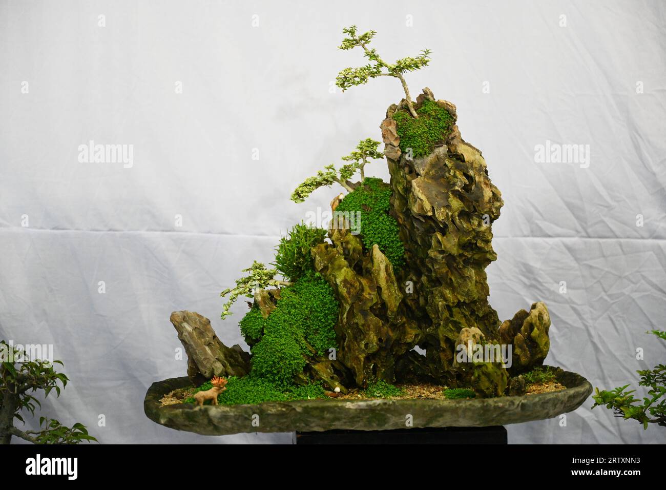 Miniature tree (Bansai tree) displayed in the exhibition in Dhaka ...