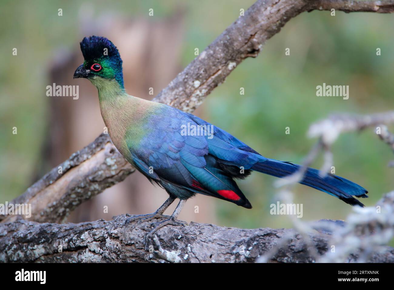 Purple crested turaco hi-res stock photography and images - Alamy
