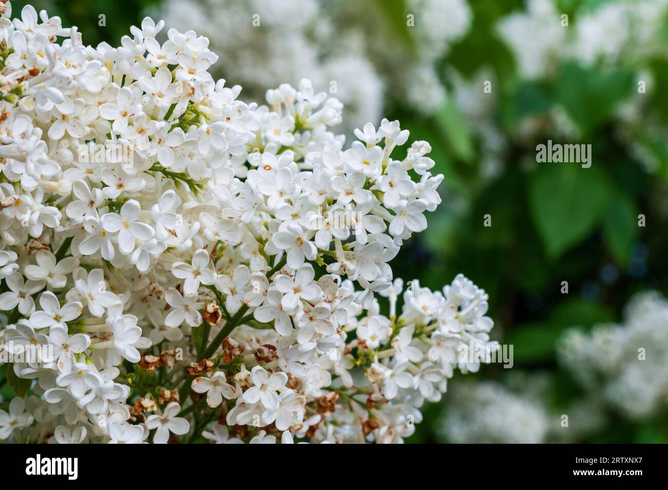 white lilac flower (Syringa vulgaris Stock Photo - Alamy