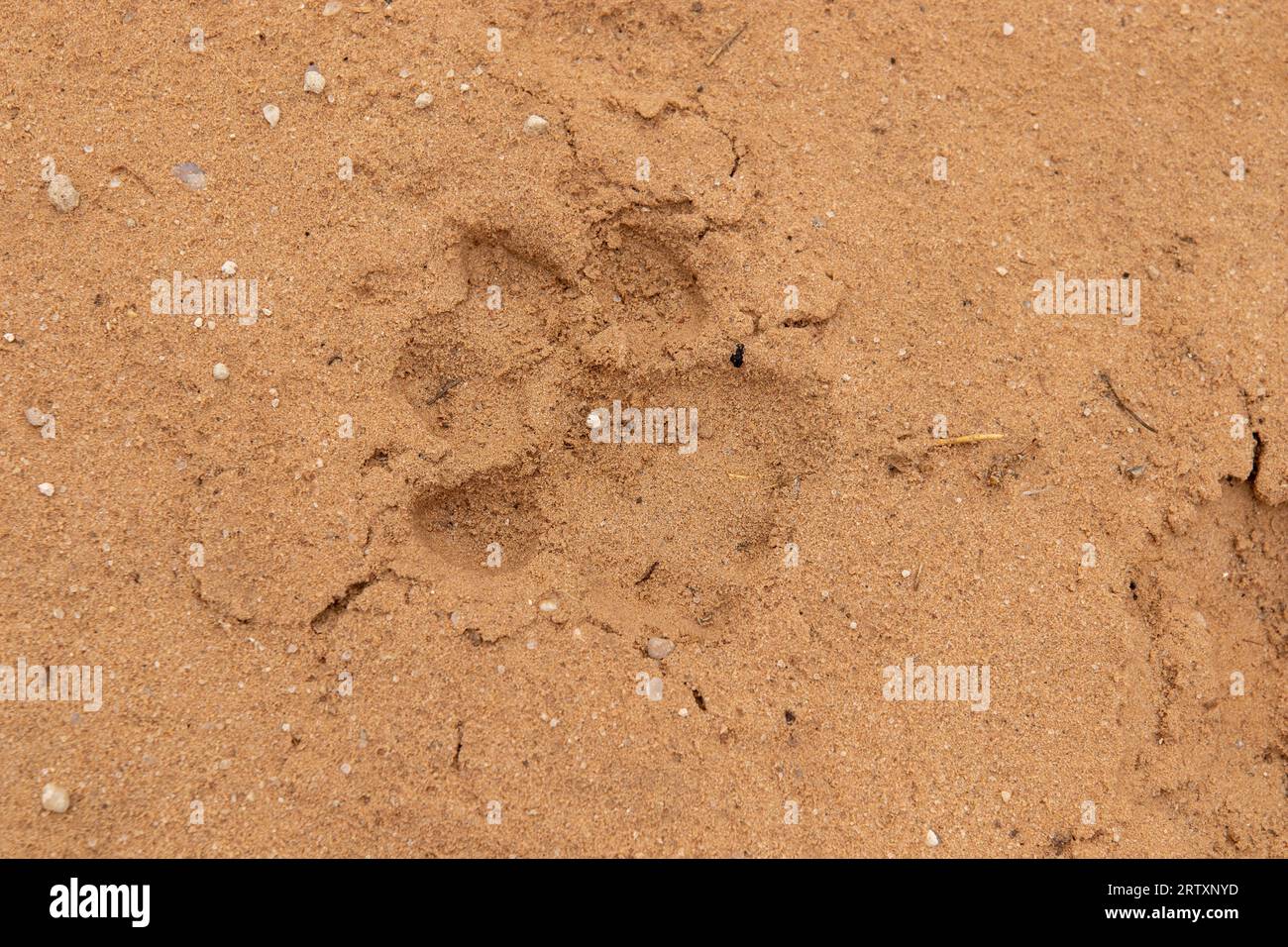 Lion spoor or footprint in the Kgalagadi Transfrontier Park, Kalahari ...