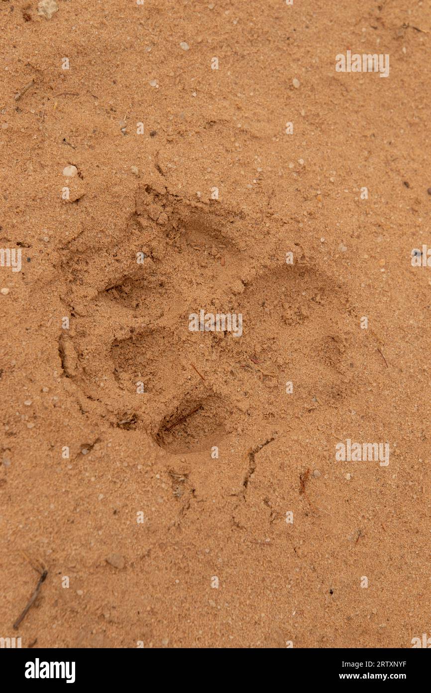 Lion footprint hi-res stock photography and images - Alamy