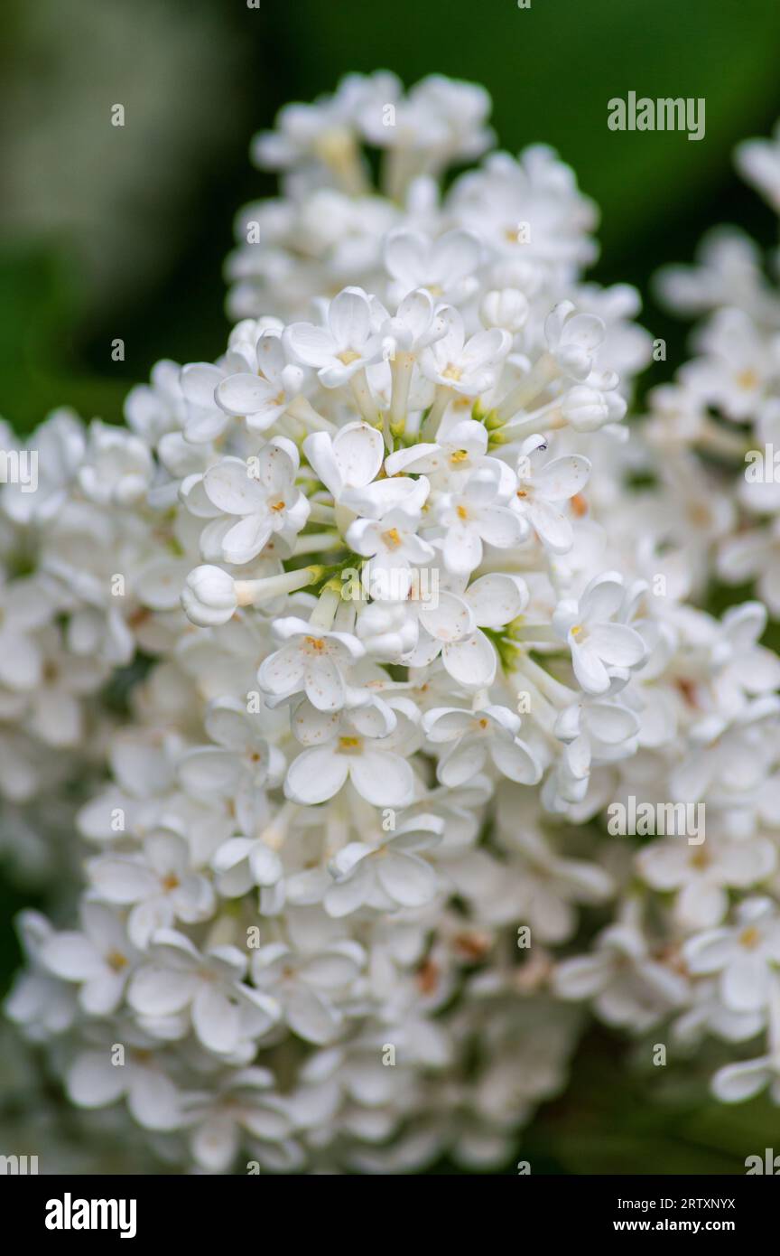 white lilac flower (Syringa vulgaris Stock Photo - Alamy