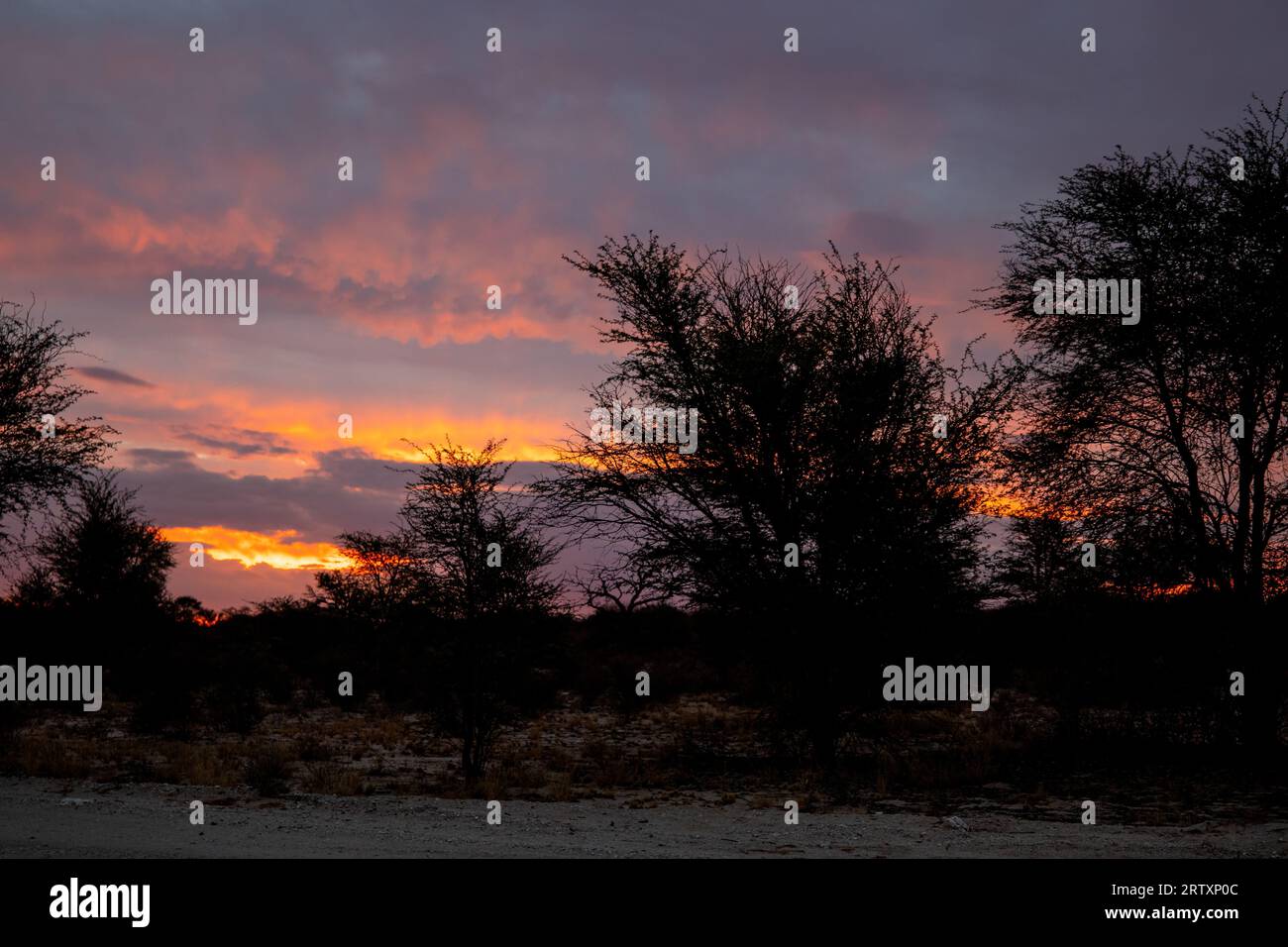 Sunset and tree silhouette, Kgalagadi Transfrontier Park, Kalahari ...