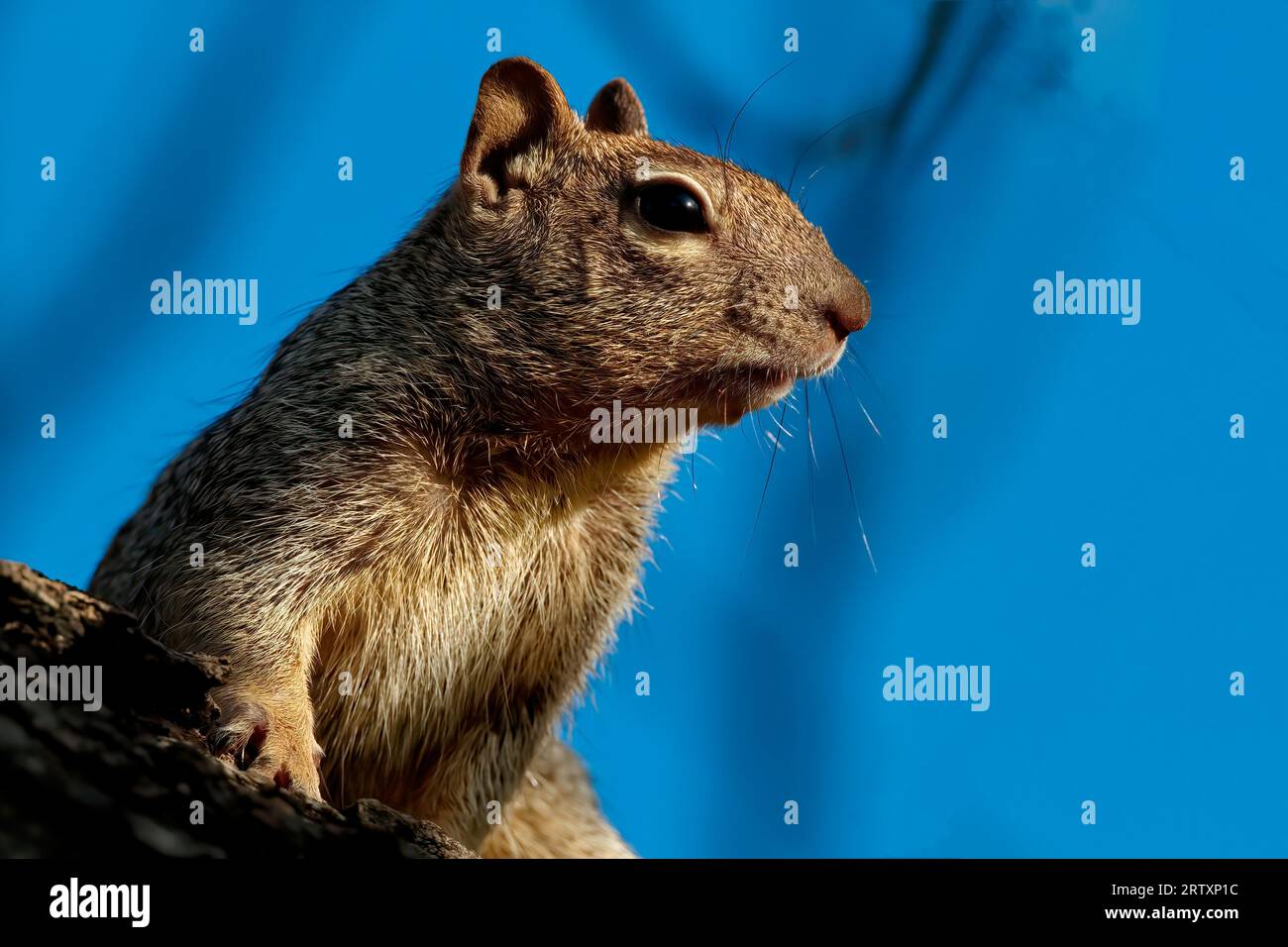 Sharp horizontal detailed portrait of rock squirrel accented by rich ...