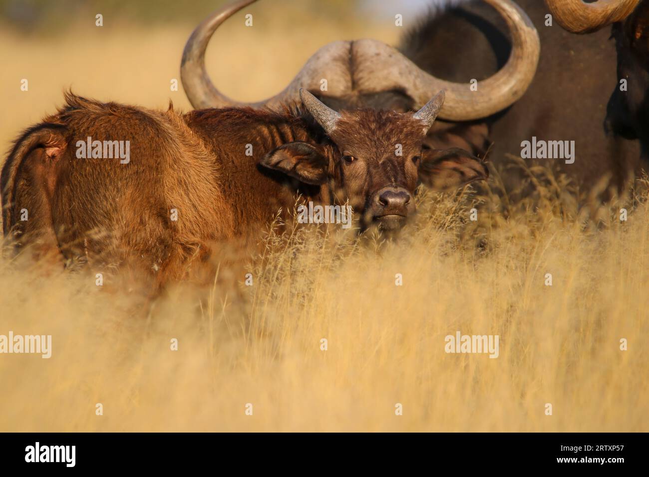 Young buffalo, Game Farm, Kalahari, South Africa Stock Photo - Alamy