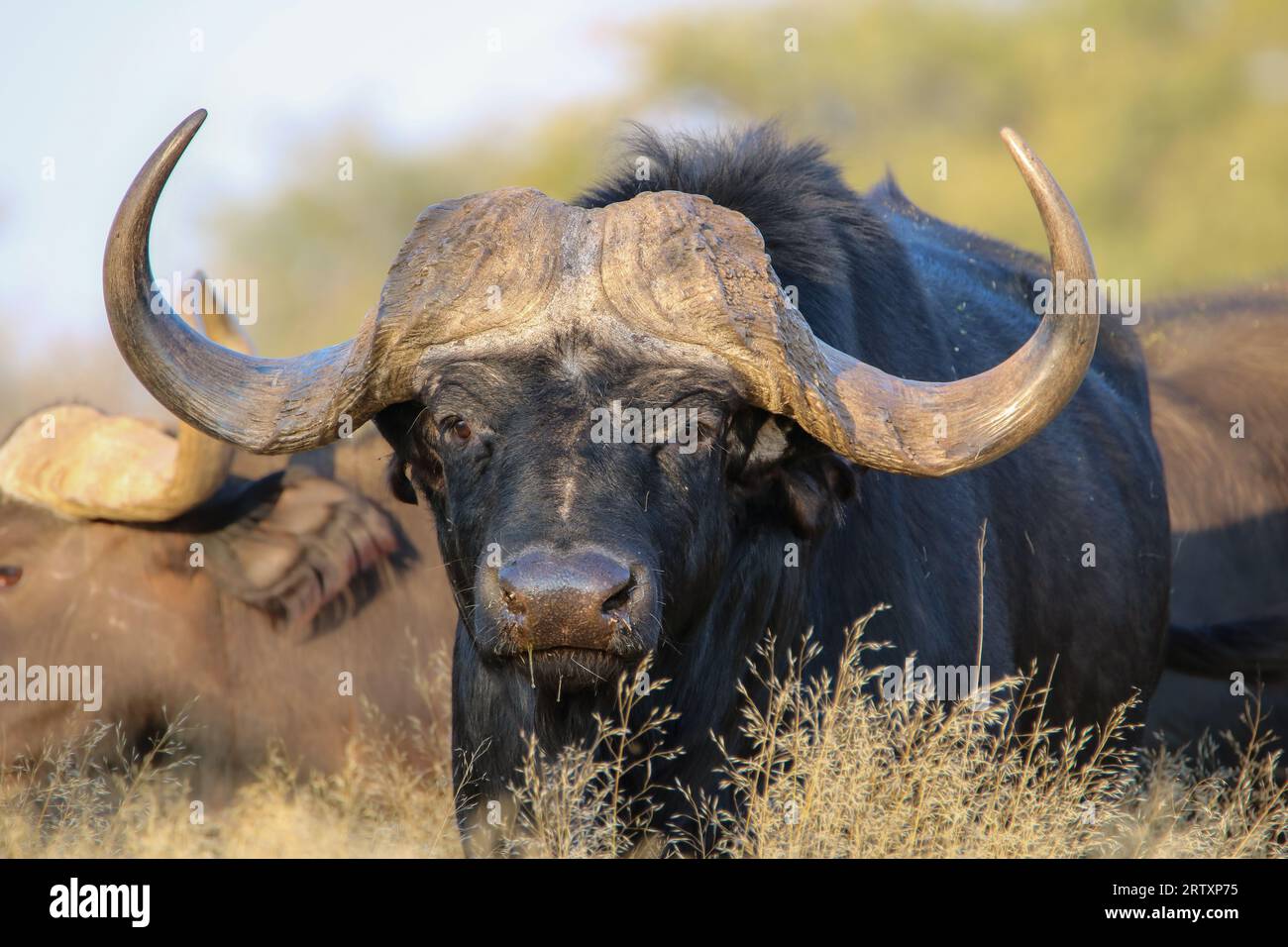 African buffalo hunting trophy hi-res stock photography and images - Alamy