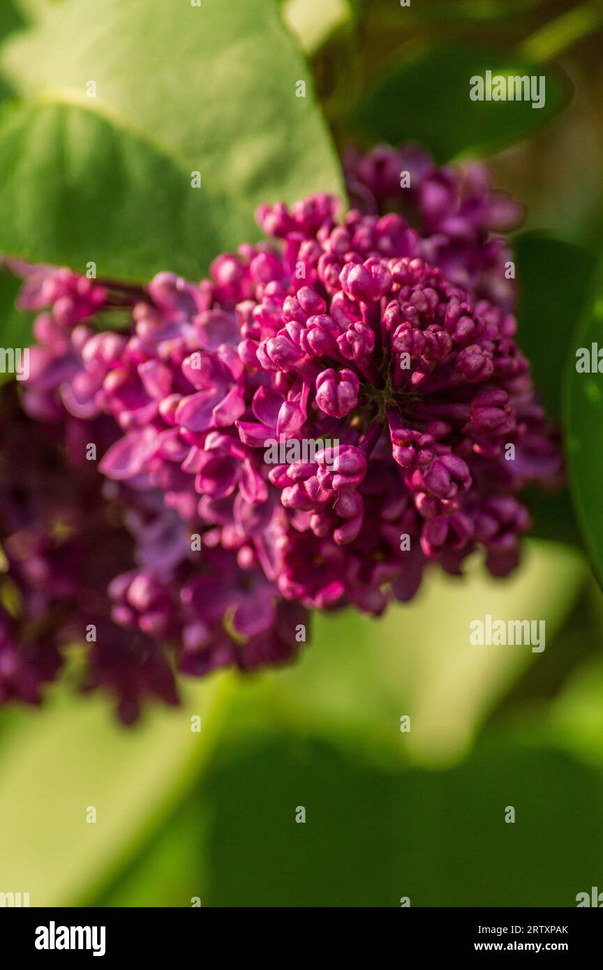 Purple lilac flower (Syringa vulgaris Stock Photo - Alamy
