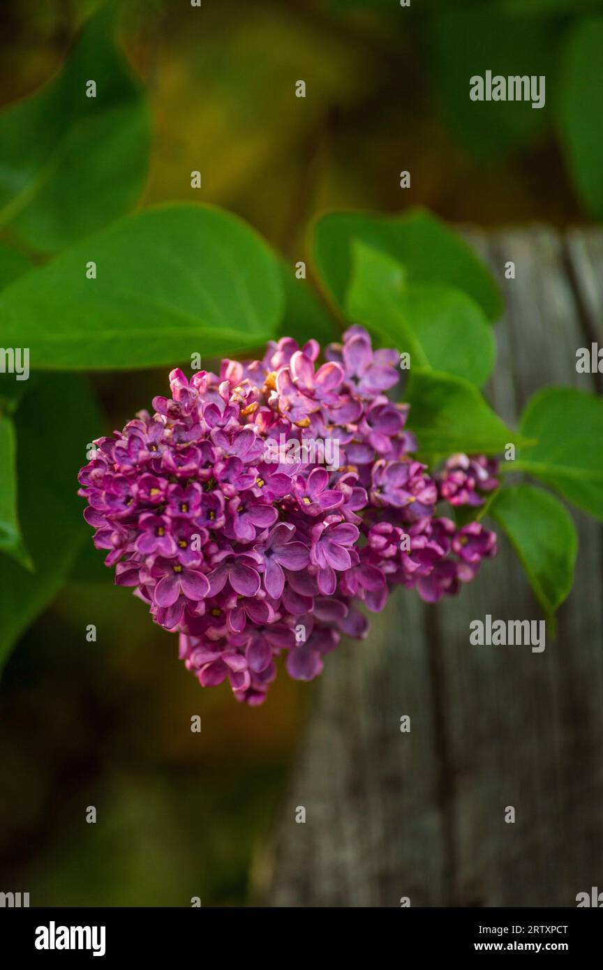 Purple lilac flower (Syringa vulgaris Stock Photo - Alamy