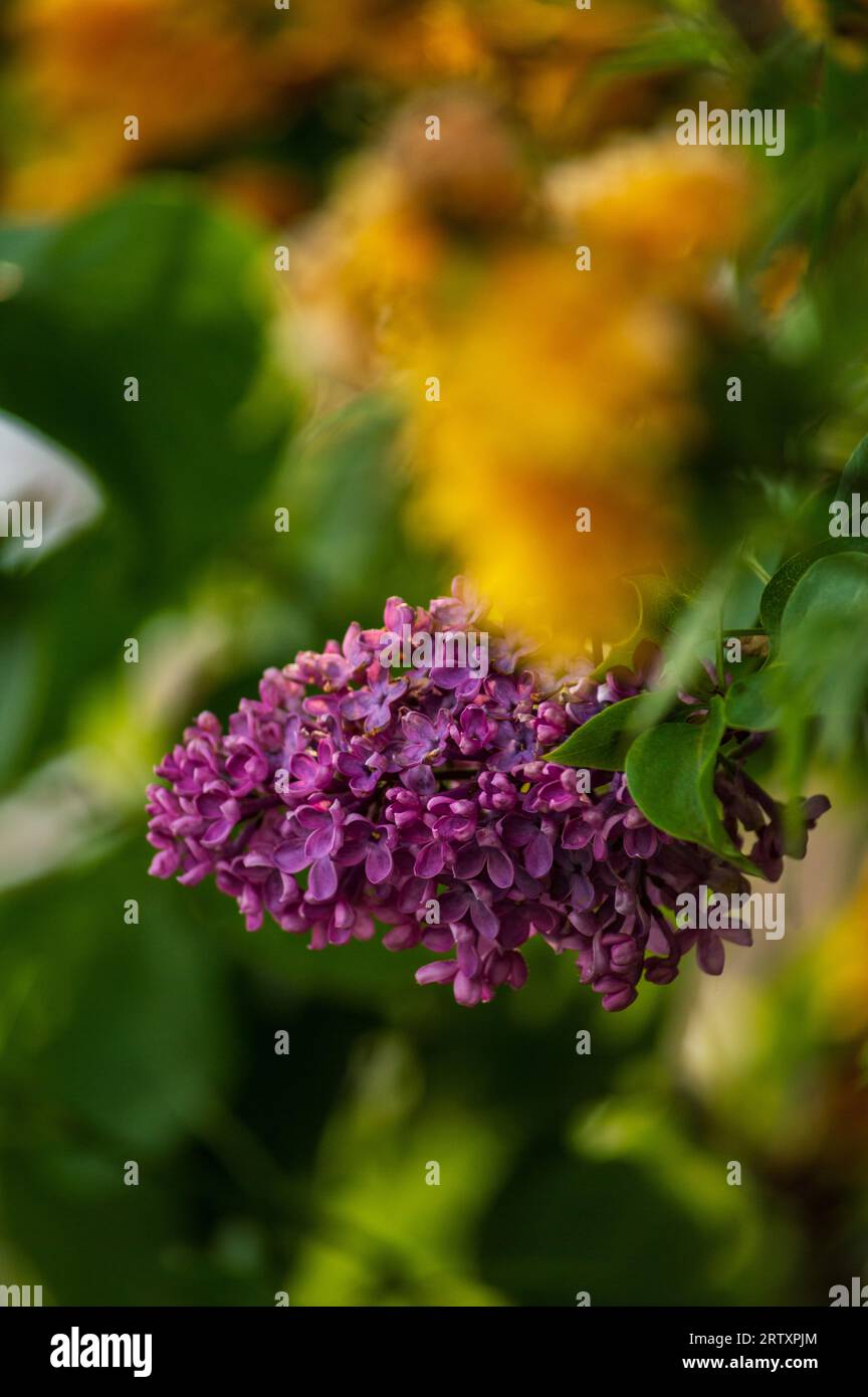 Purple syringa vulgaris hi-res stock photography and images - Alamy