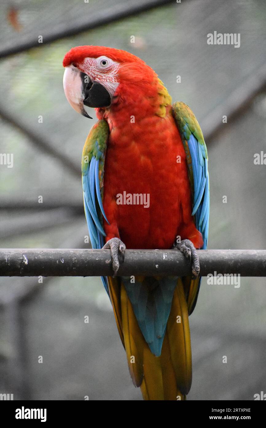 Rainbow parrot red hi-res stock photography and images - Alamy