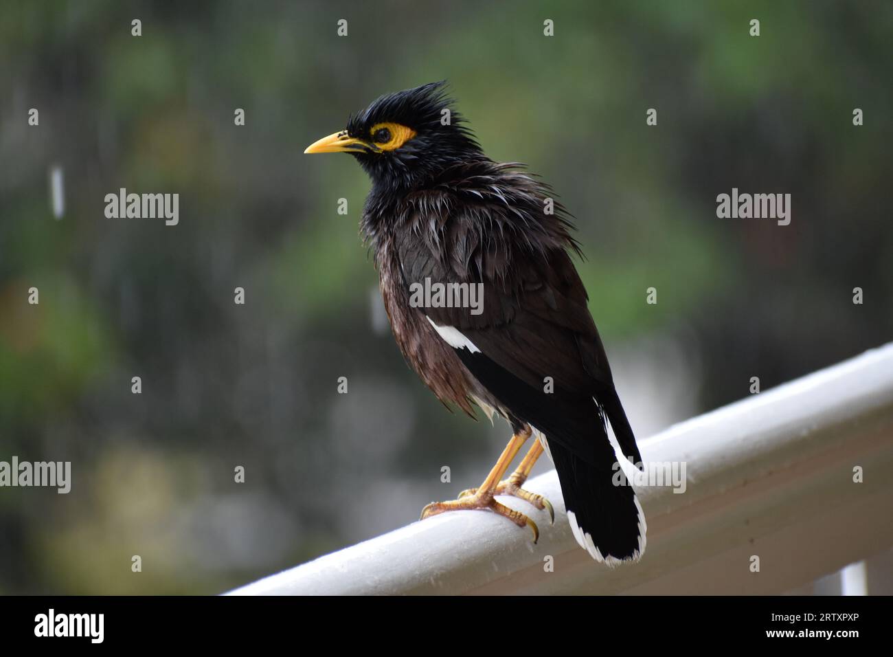 Common mynah hi-res stock photography and images - Alamy