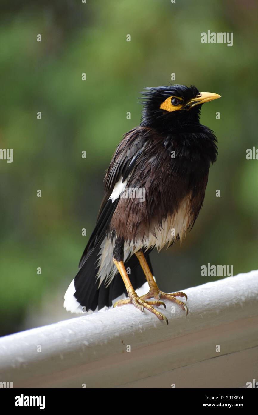 Invasive species mauritius hi-res stock photography and images - Alamy