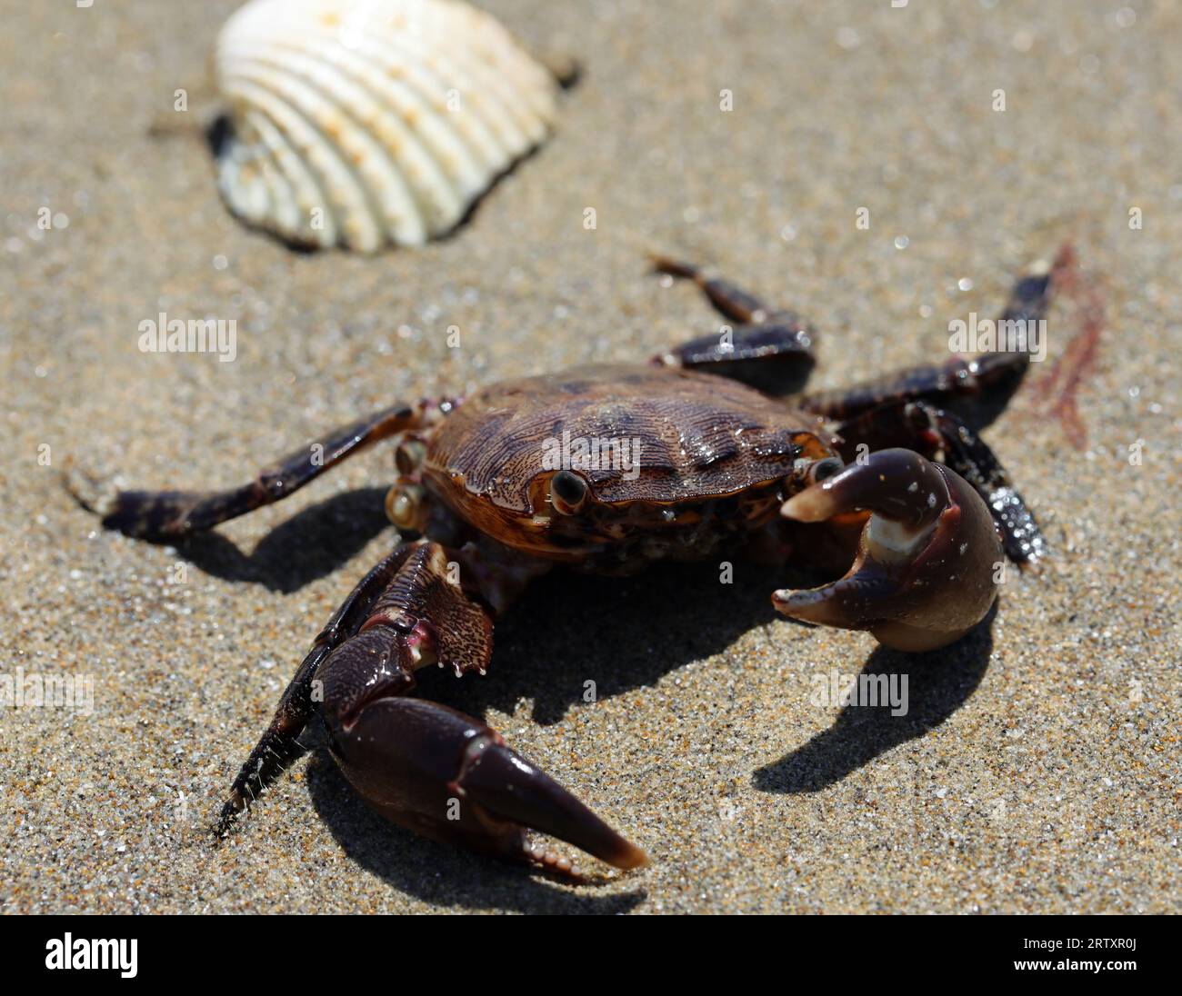aggressive crab with large powerful claws on the sand of the beach ...