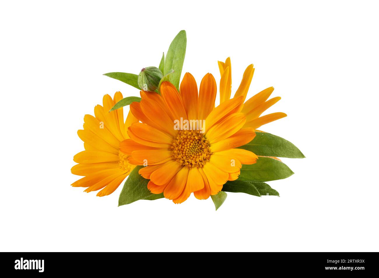 Calendula officinalis flower isolated on white background. Yellow ...