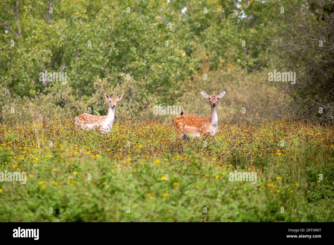 Deer looking at tree hi-res stock photography and images - Alamy