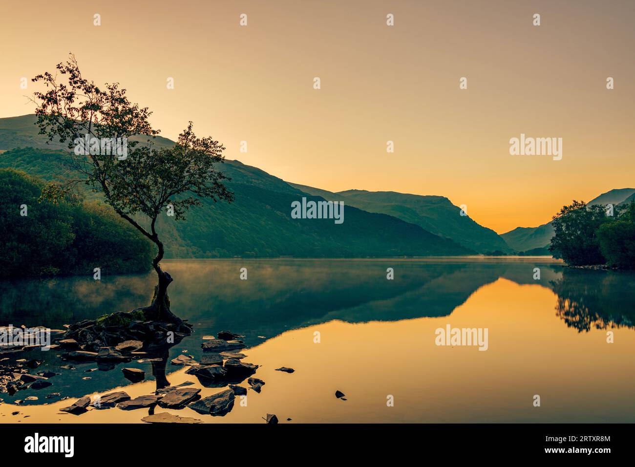 Lone Tree Llanberis North Wales Stock Photo - Alamy