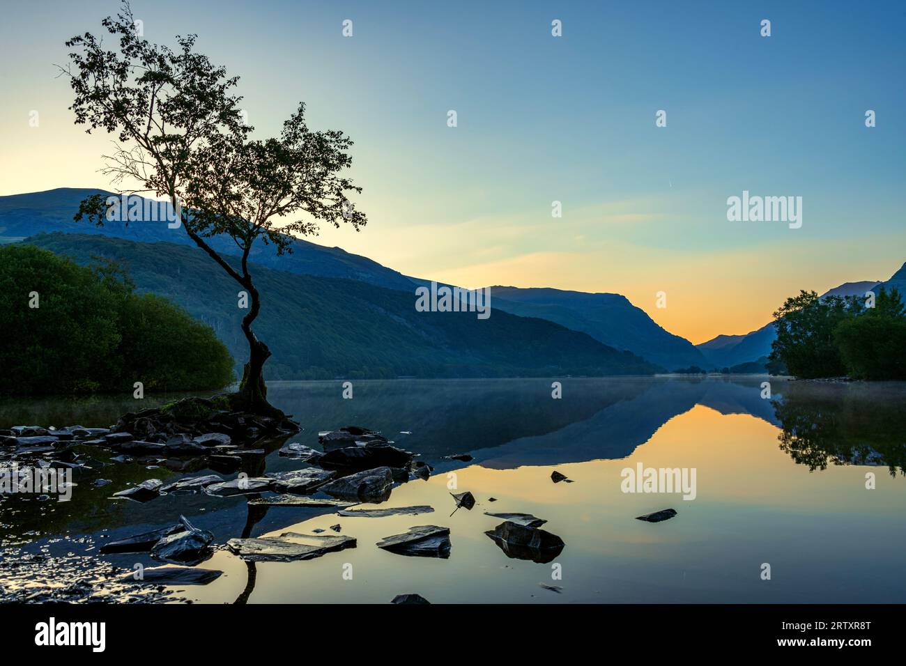 Lone Tree Llanberis North Wales Stock Photo - Alamy
