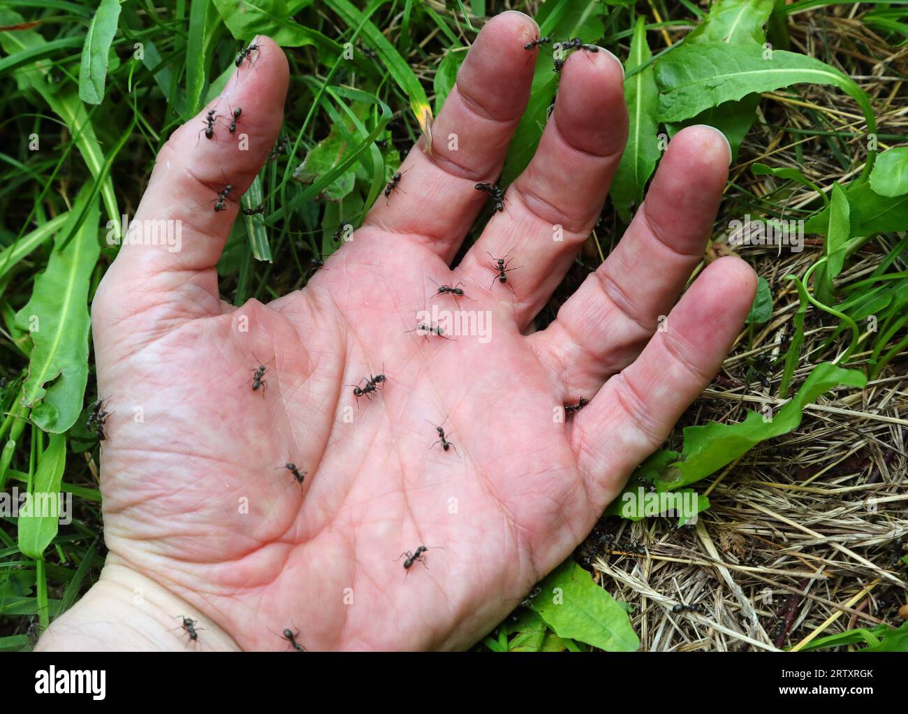 Small ants hand hi-res stock photography and images - Alamy