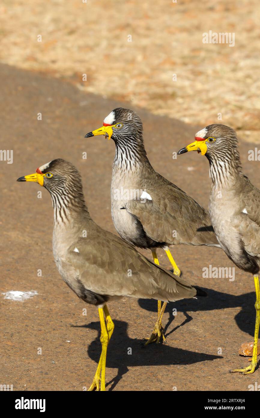 Trio of male African Wattled Lapwings, Kruger National Park, South ...