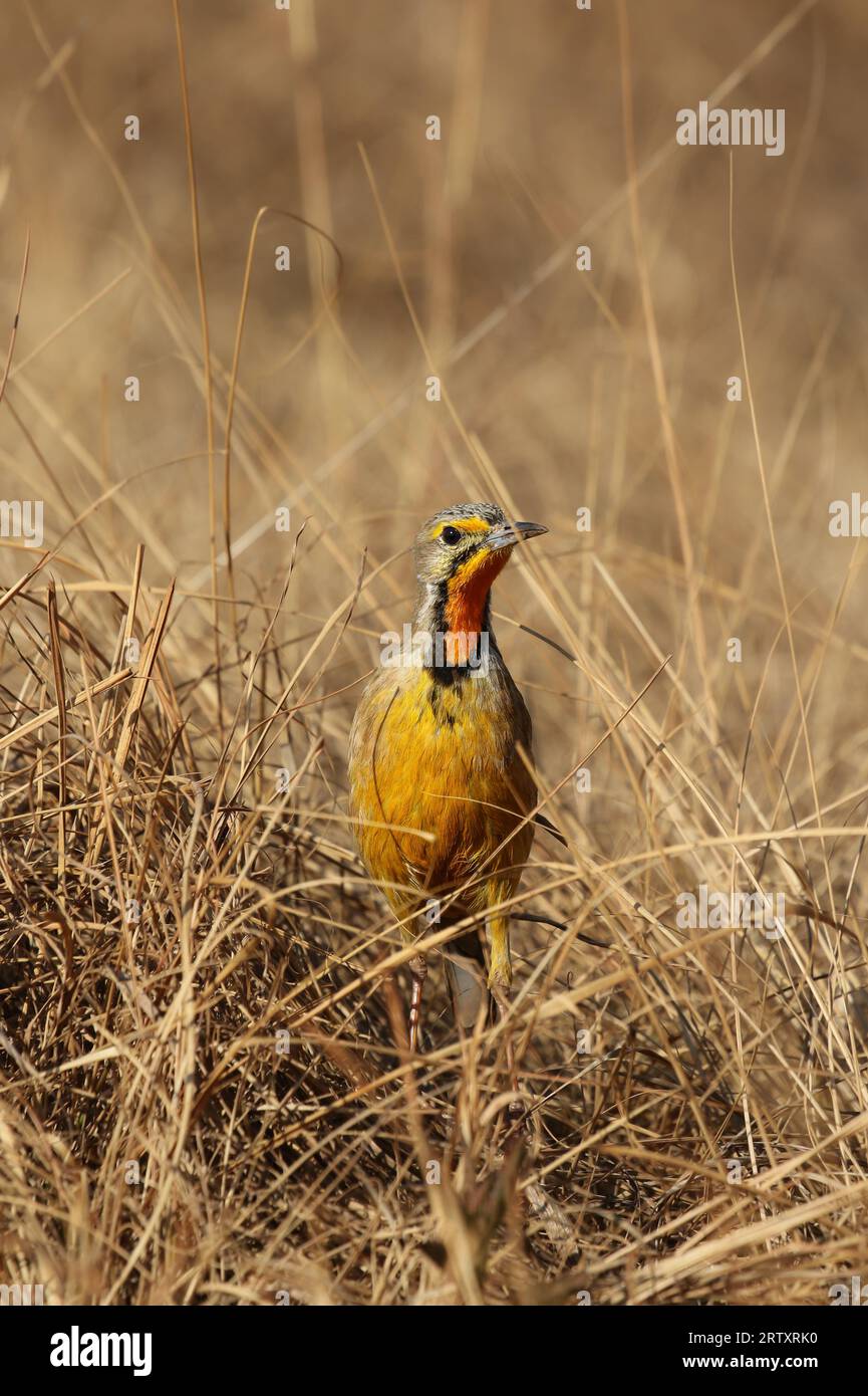 Cape Longclaw (Macronyx capensis), Adoo Elephant National Park, Port ...