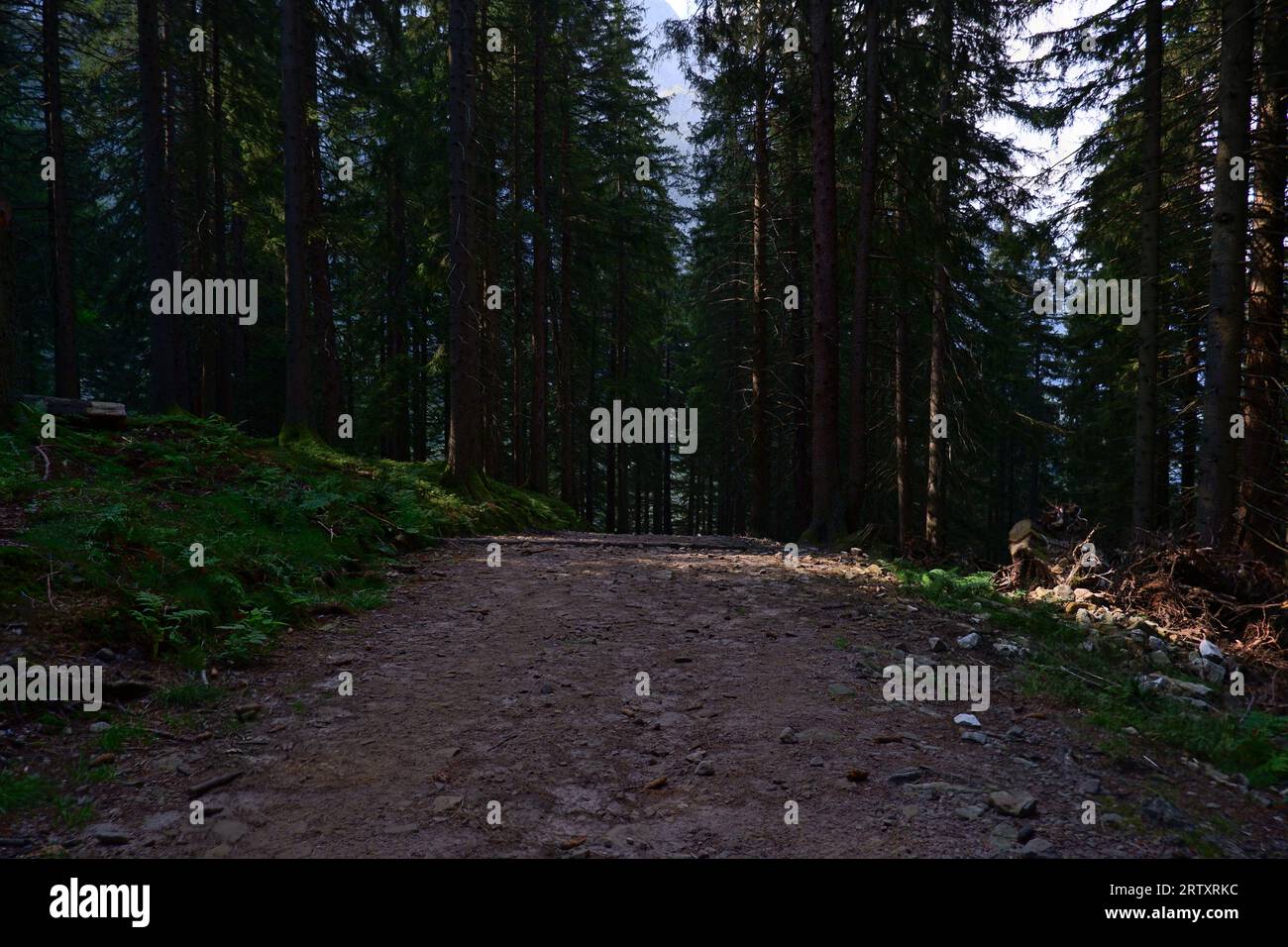 Wide walking path in a coniferous forest in the alps Stock Photo - Alamy