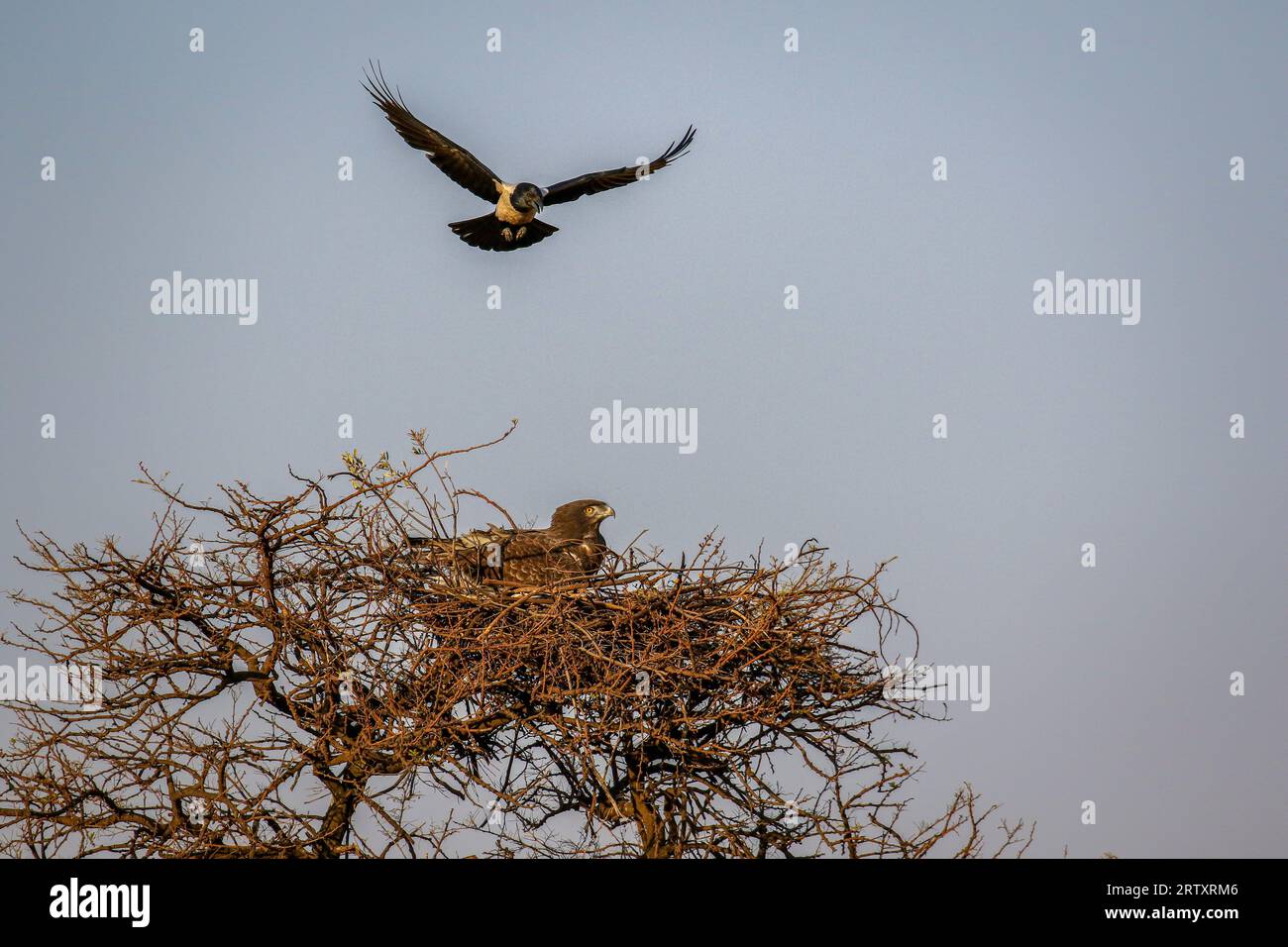 Pied Crow (Corvus albus) pestering a Black-chested Snake Eagle ...