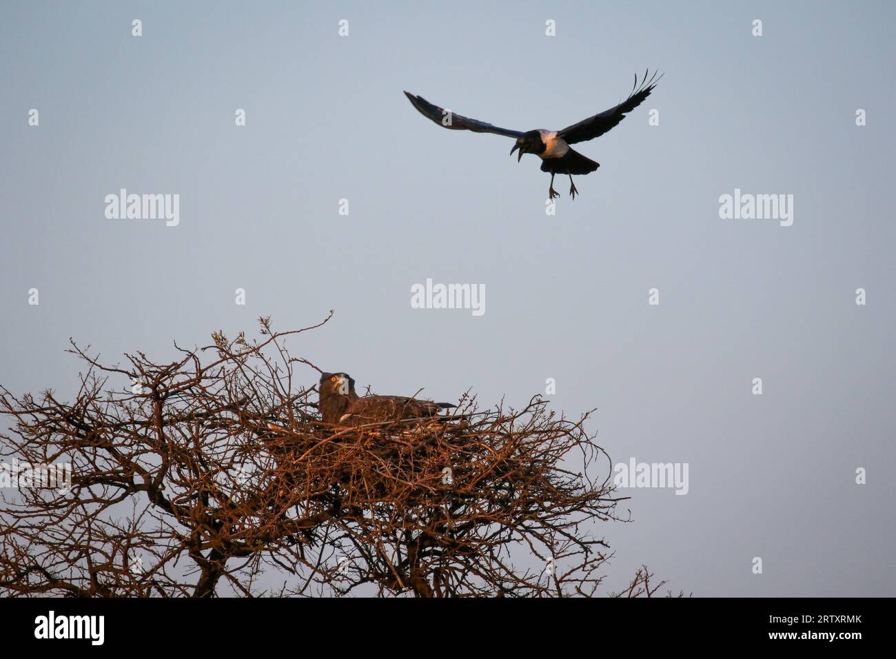 Pied Crow (Corvus albus) pestering a Black-chested Snake Eagle ...