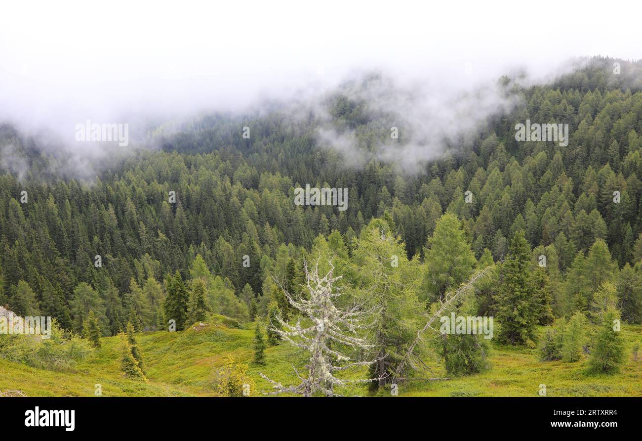 thick fog rising from the thick forest woodland towards the top of the ...