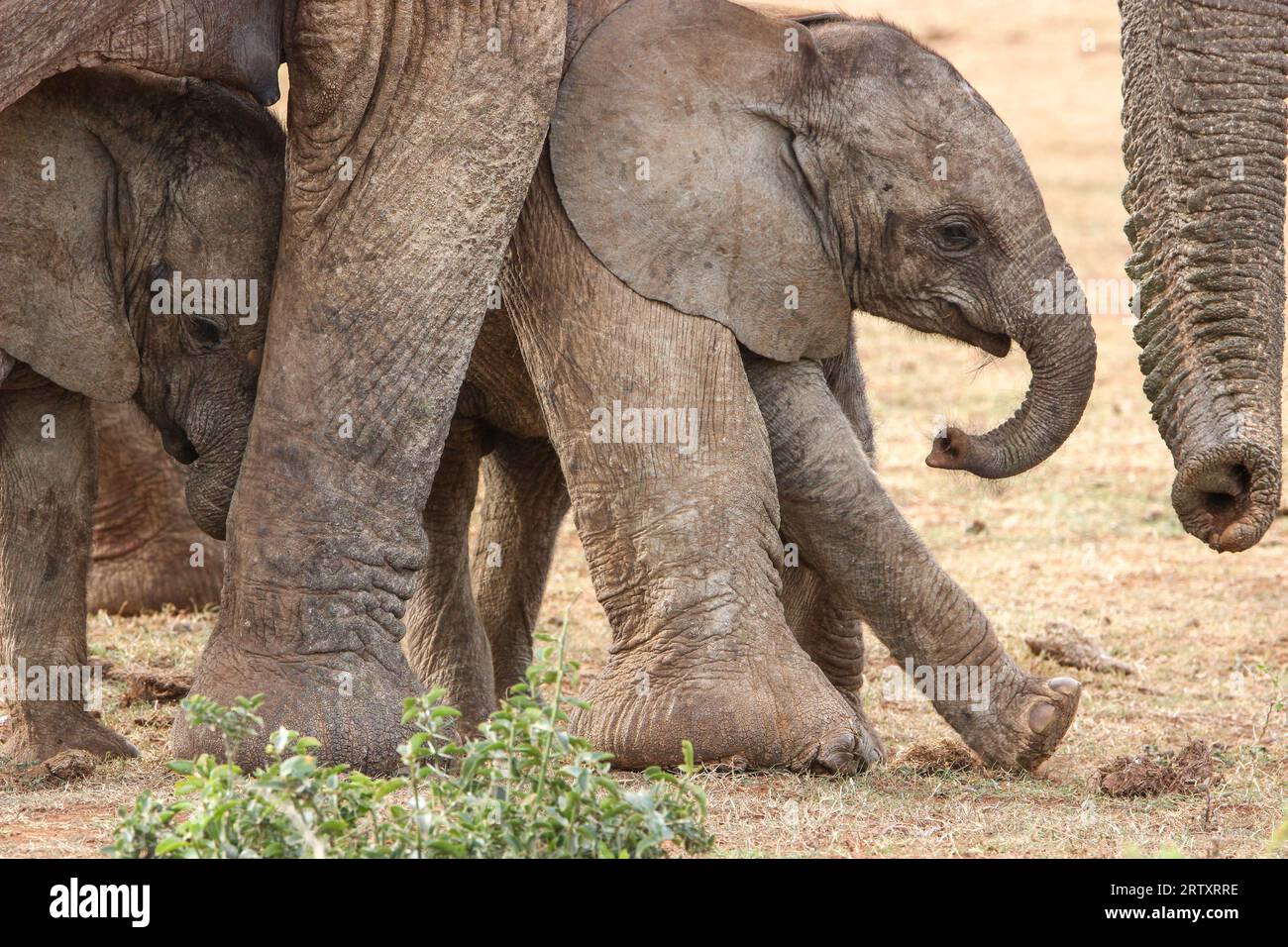 Baby elephant, Addo Elephant National Park, South Africa Stock Photo ...