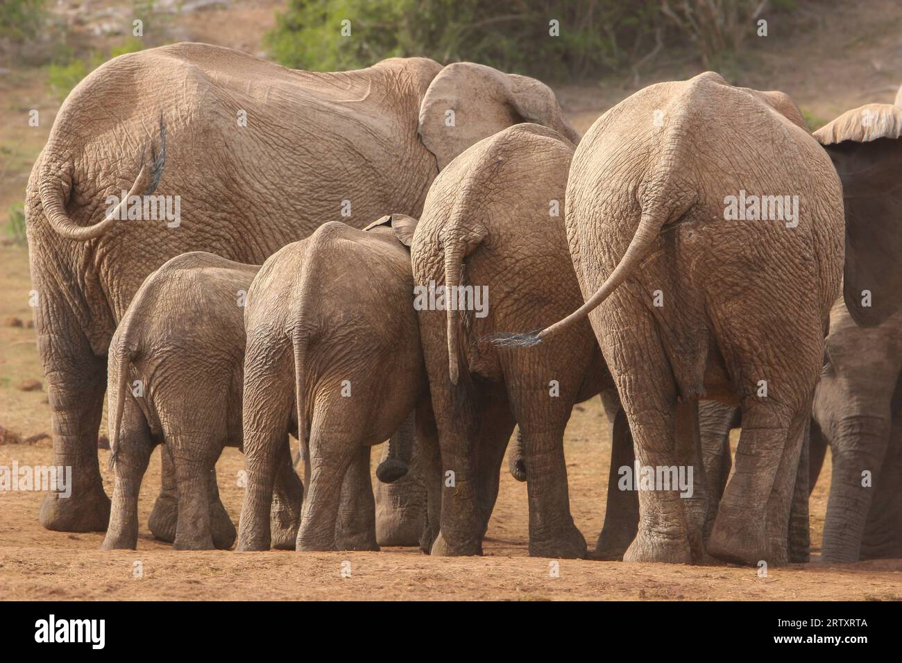 African elephant, Addo Elephant National Park, Port Elizabeth, South ...