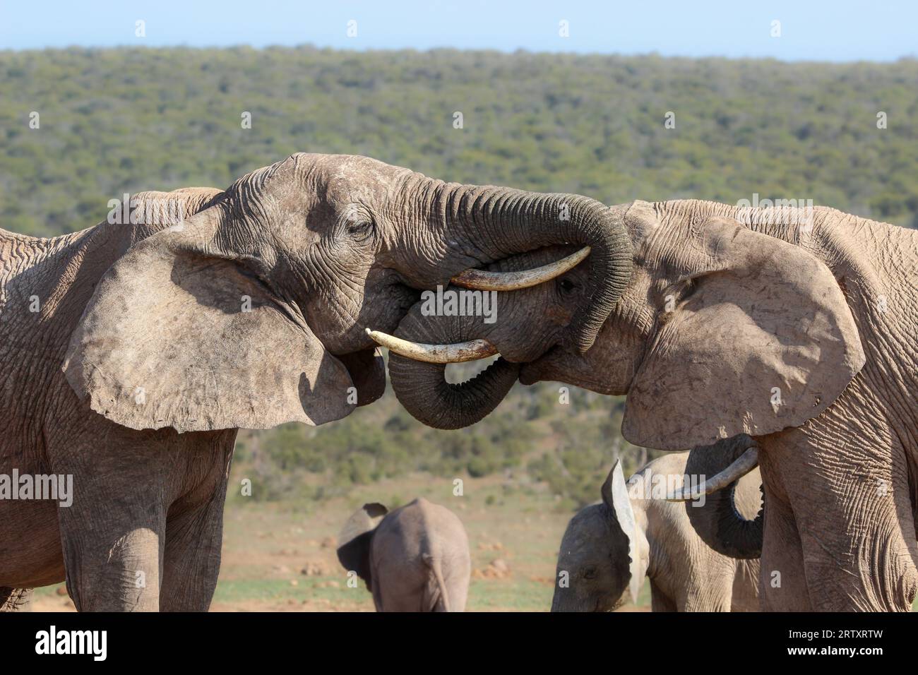 Elephant greeting, Addo Elephant National Park, Port Elizabeth Stock ...
