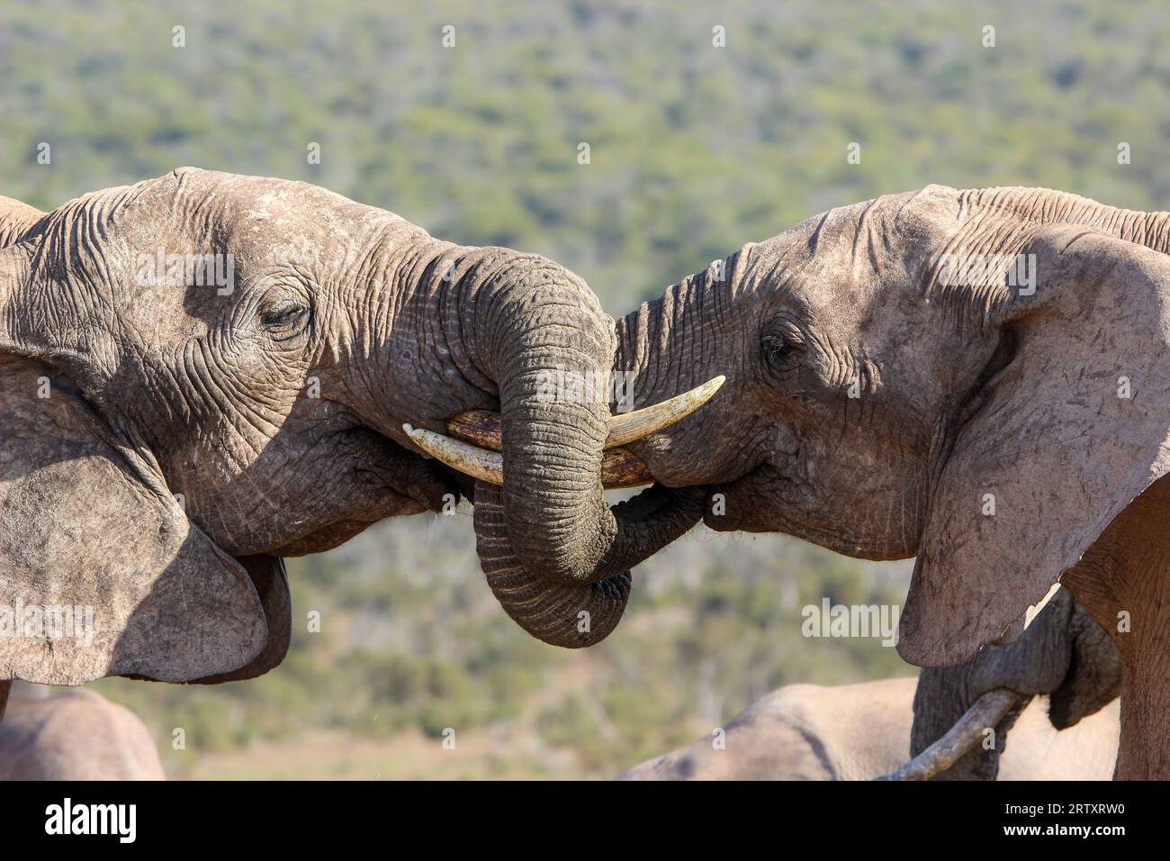 Elephant greeting, Addo Elephant National Park, Port Elizabeth Stock ...