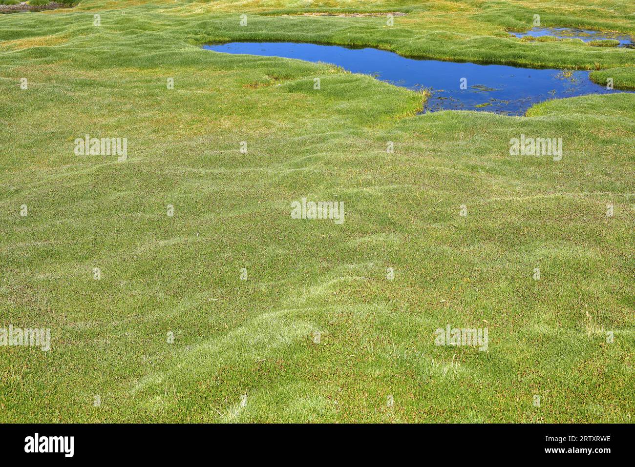 Montane ecoregion hi-res stock photography and images - Alamy