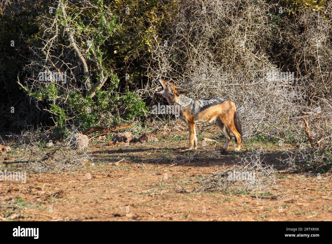Black-backed Jackal howling close to sunset, Addo Elephant National ...