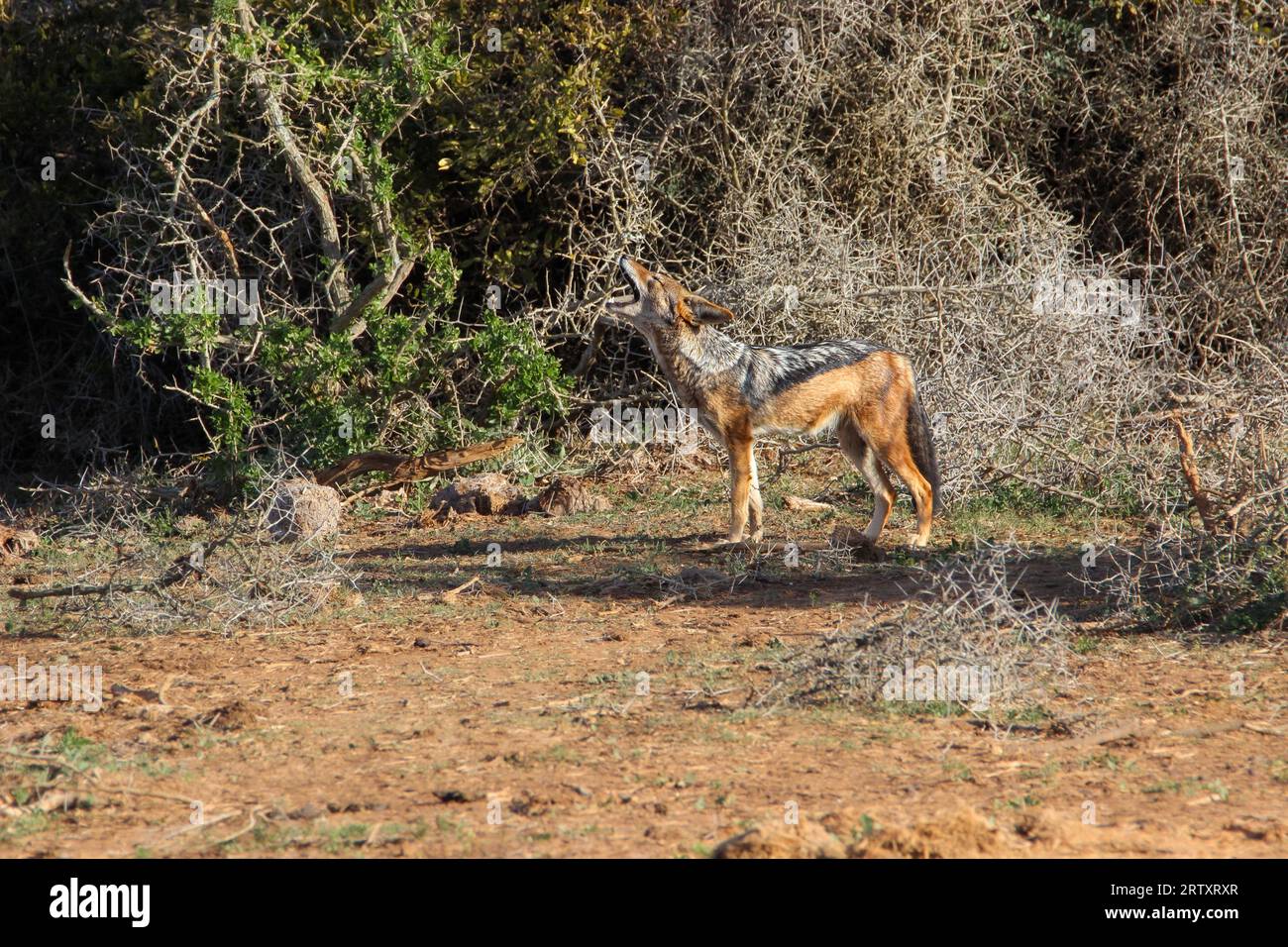 Black-backed Jackal howling close to sunset, Addo Elephant National ...