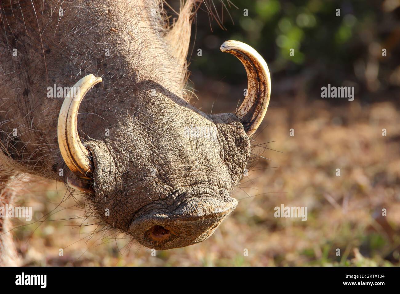 Warthog snout hi-res stock photography and images - Alamy