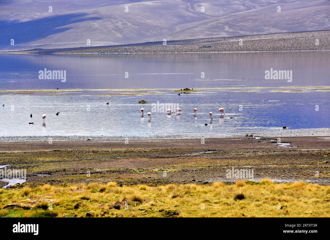 Chungara Lake with birds. Lauca National Park, Norte Grande de Chile ...