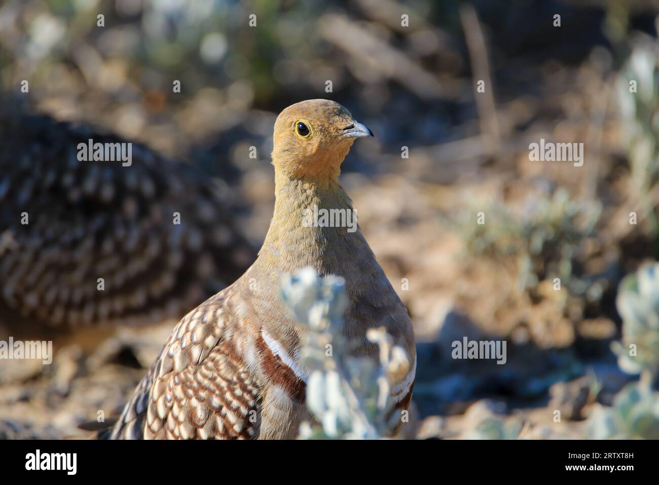 Male Namaqua Sandgrouse, Kgalagadi Transfrontier Park, Kalahari, South ...