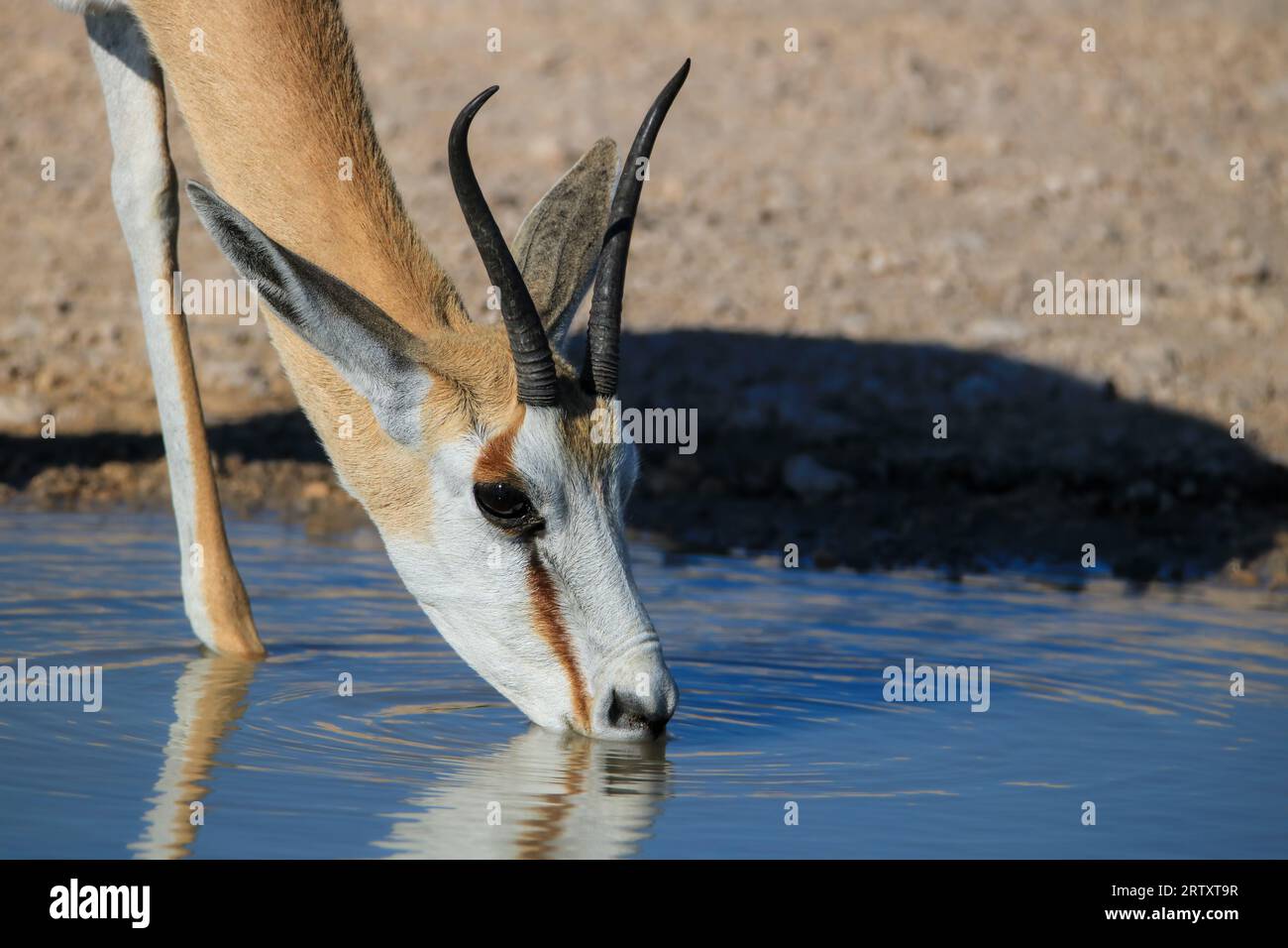 Springbok drinking water hi-res stock photography and images - Alamy
