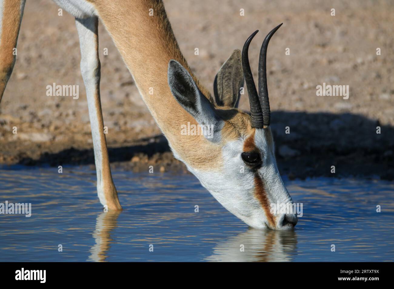 Springbok drinking water hi-res stock photography and images - Alamy