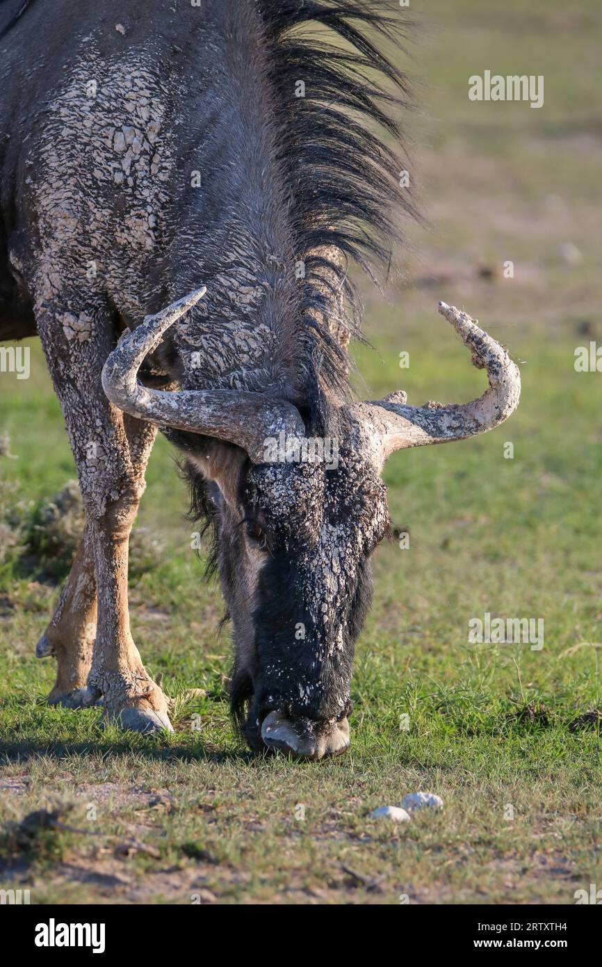 Blue Wildebeest, Etosha National park, Namibia Stock Photo - Alamy