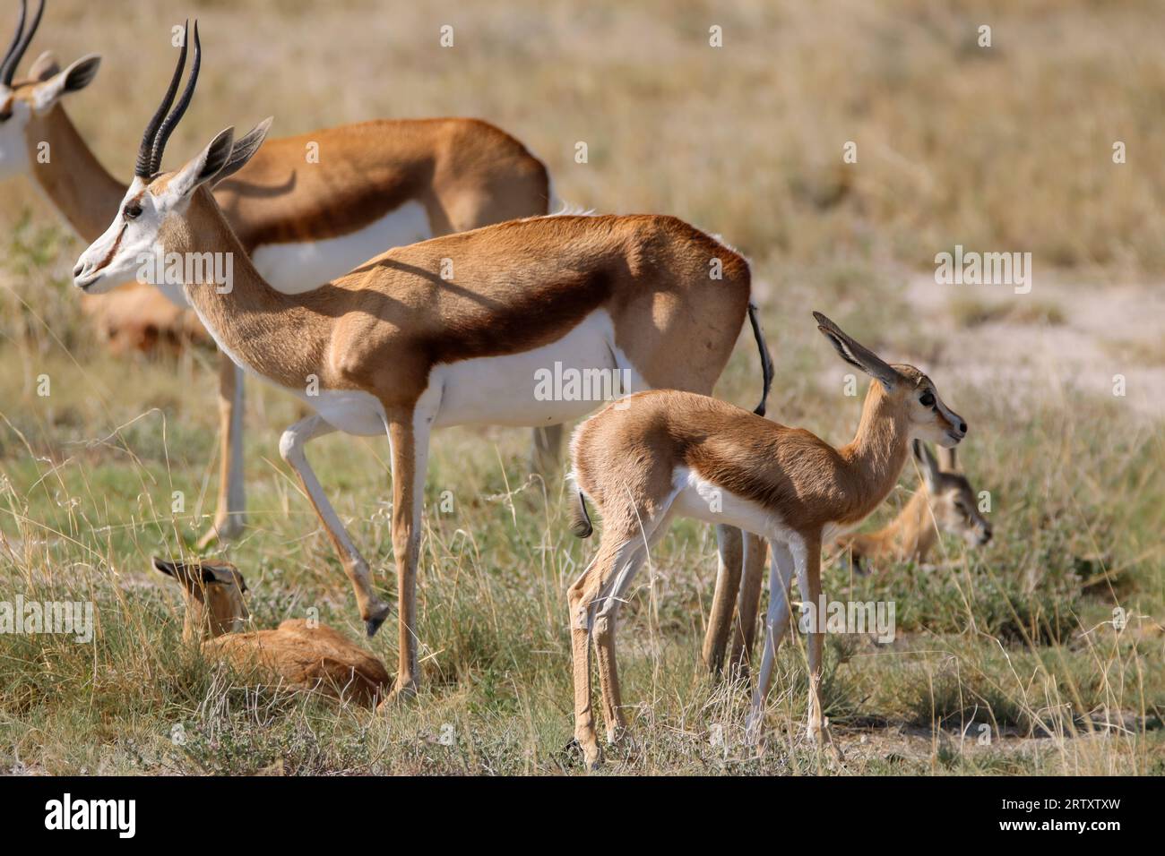 Springbok in Etosha National Park, Namibia Stock Photo - Alamy