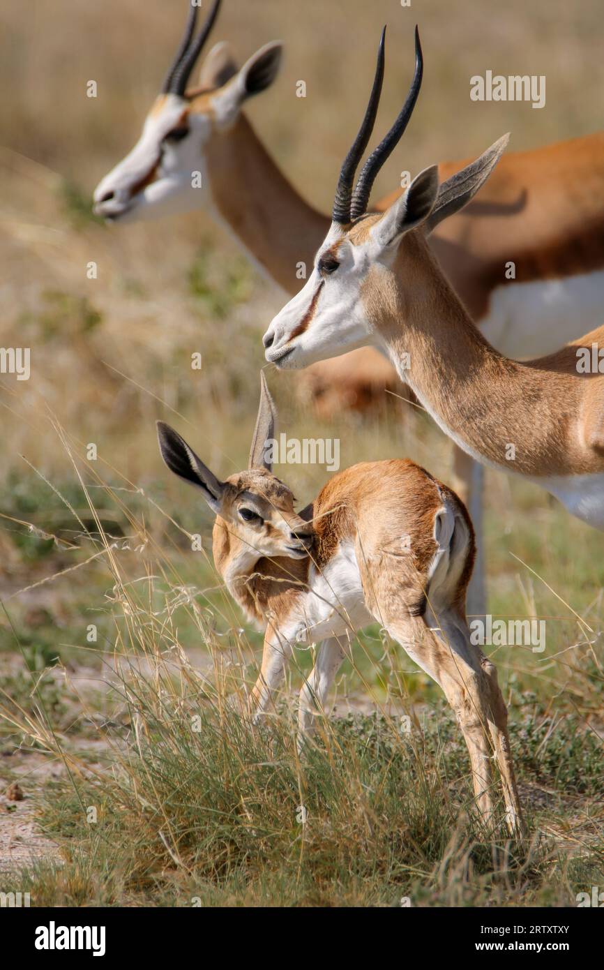 Springbok in savannah etosha hi-res stock photography and images - Alamy