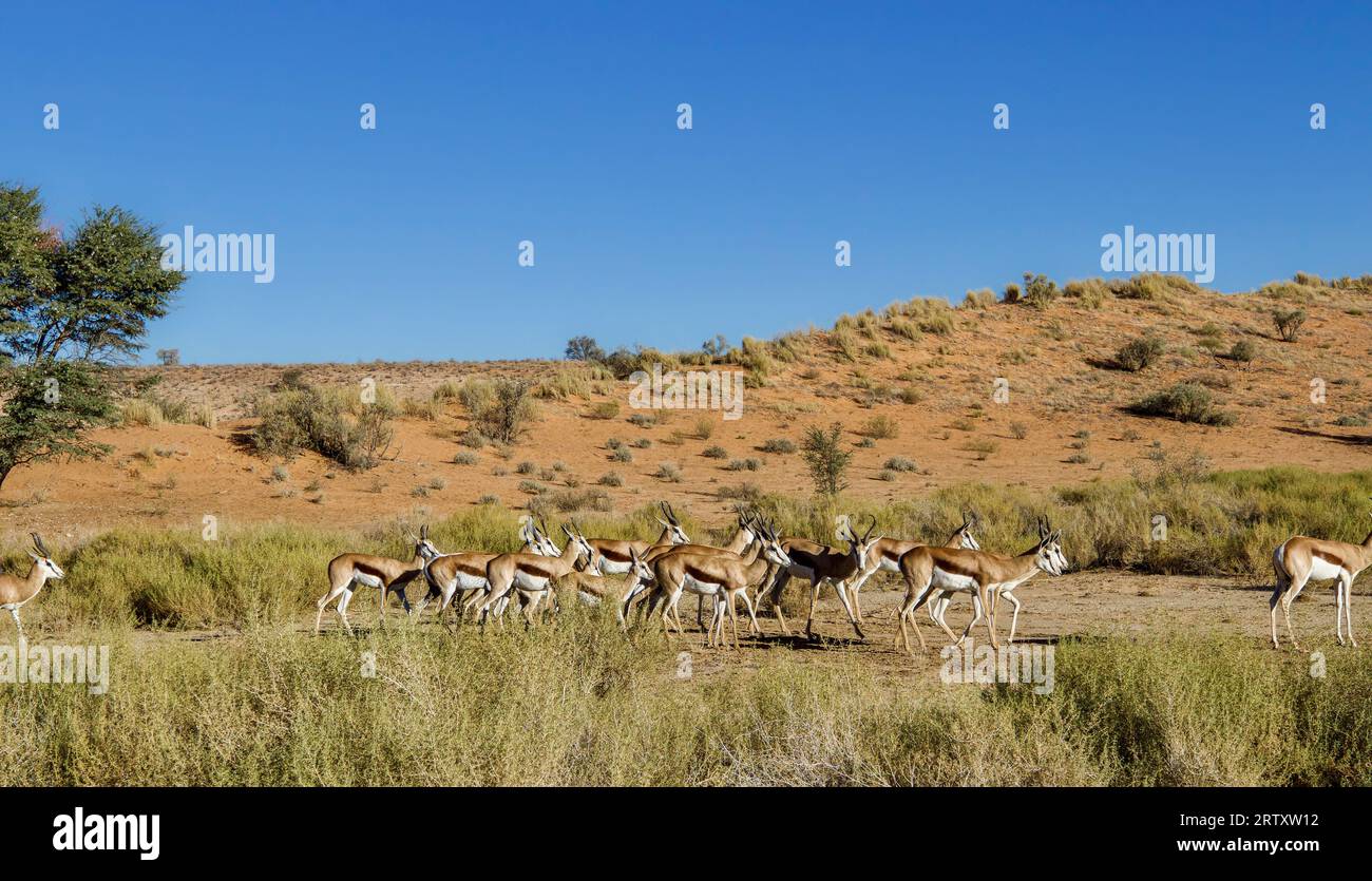 Springbok herd in the Kgalagadi Transfrontier Park, Kalahari, South ...