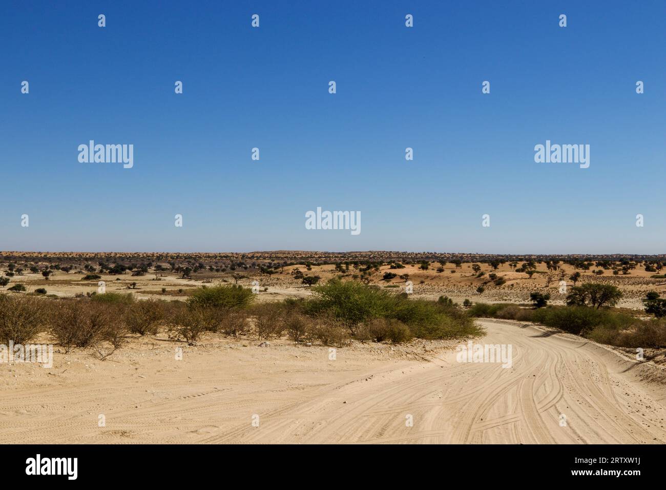 Open dirt road in the Kgalagadi Transfrontier Park, Kalahari, South ...