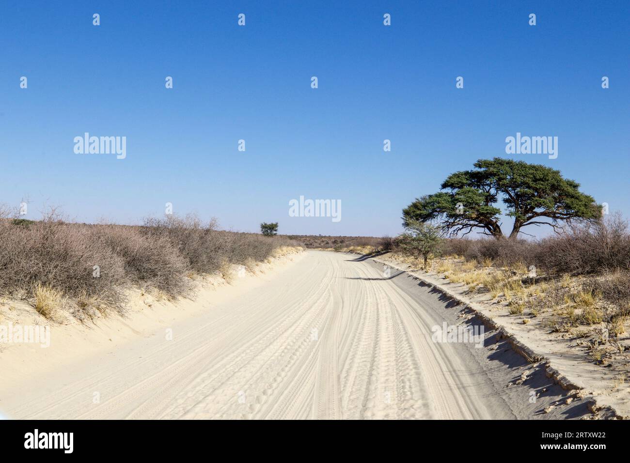 Open dirt road in the Kgalagadi Transfrontier Park, Kalahari, South ...