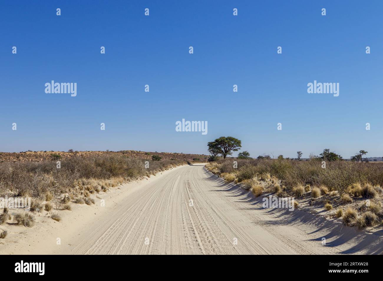 Open dirt road in the Kgalagadi Transfrontier Park, Kalahari, South ...